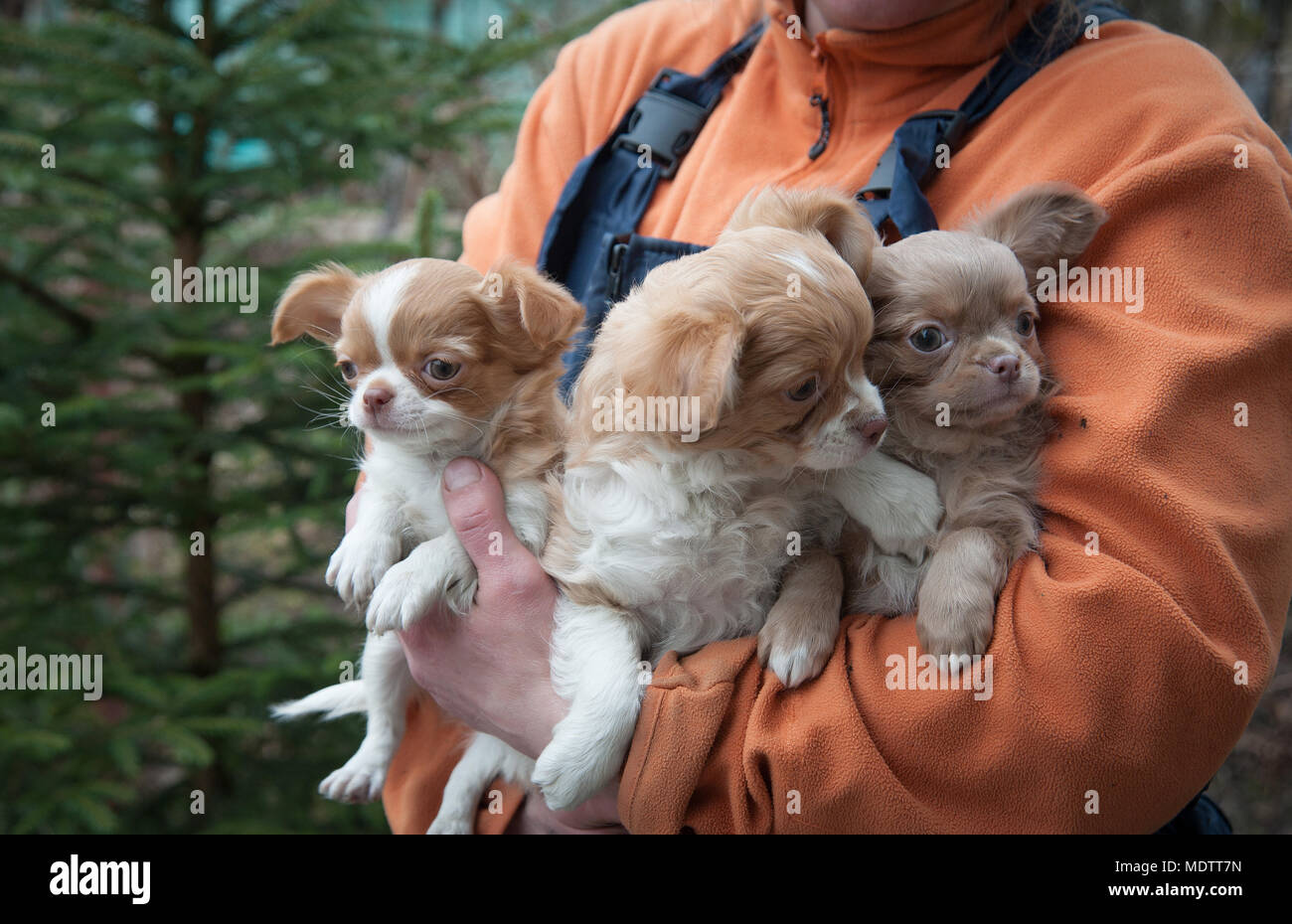 work keeps puppies Chihuahua in front of the tree Stock Photo - Alamy