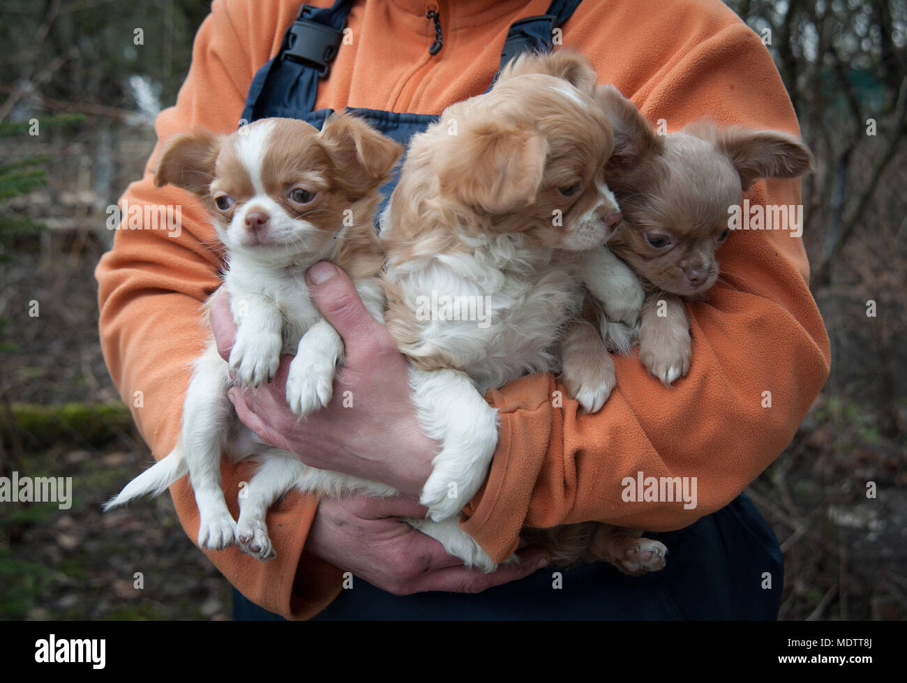 work keeps puppies Chihuahua in front of the tree Stock Photo - Alamy