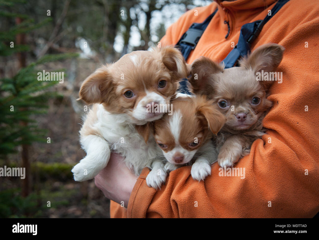 work keeps puppies Chihuahua in front of the tree Stock Photo - Alamy