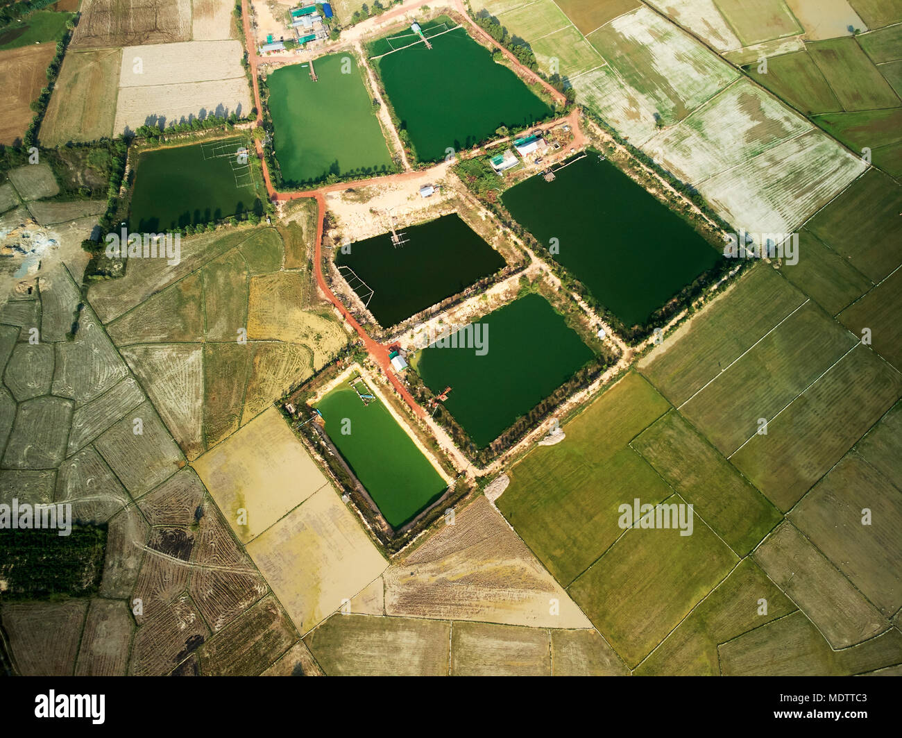 Aerial drone view topdown of a lotus farm in rural Cambodia countryside ...