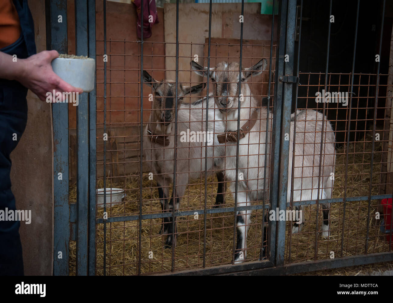 Home for goats hi-res stock photography and images - Alamy