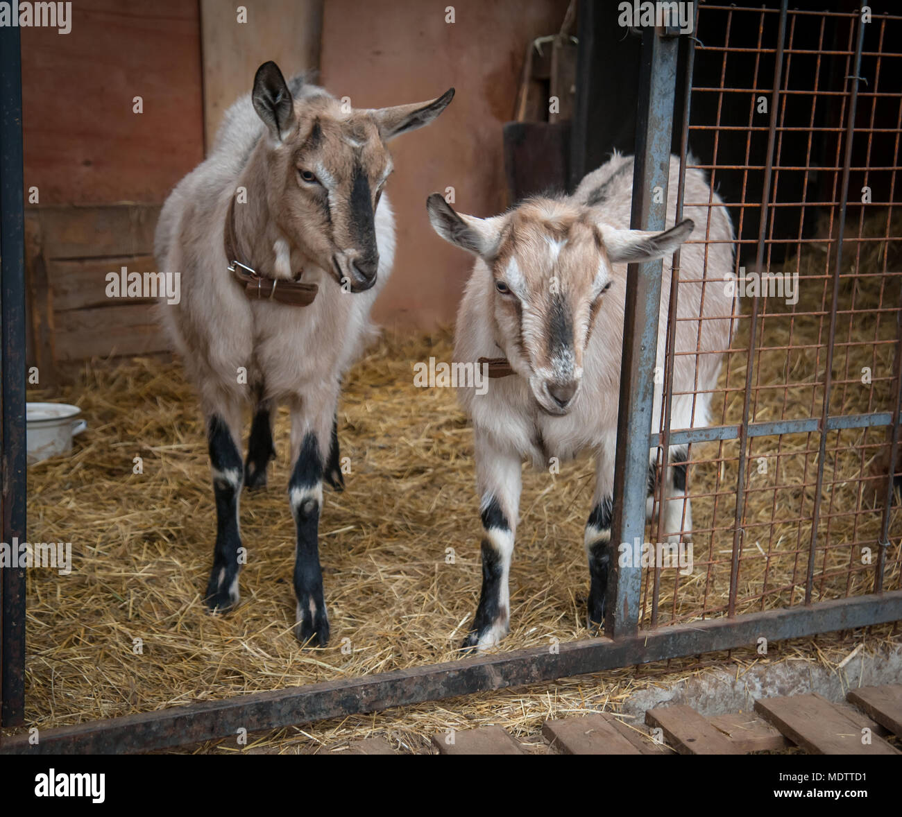 home-made goats in the enclosure facing the street Stock Photo - Alamy