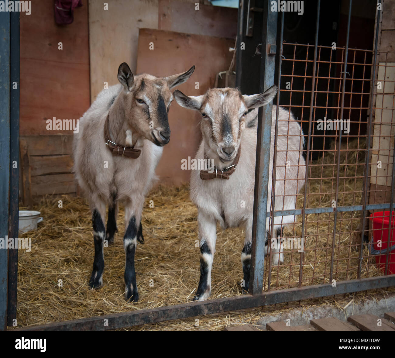 home-made goats in the enclosure facing the street Stock Photo - Alamy