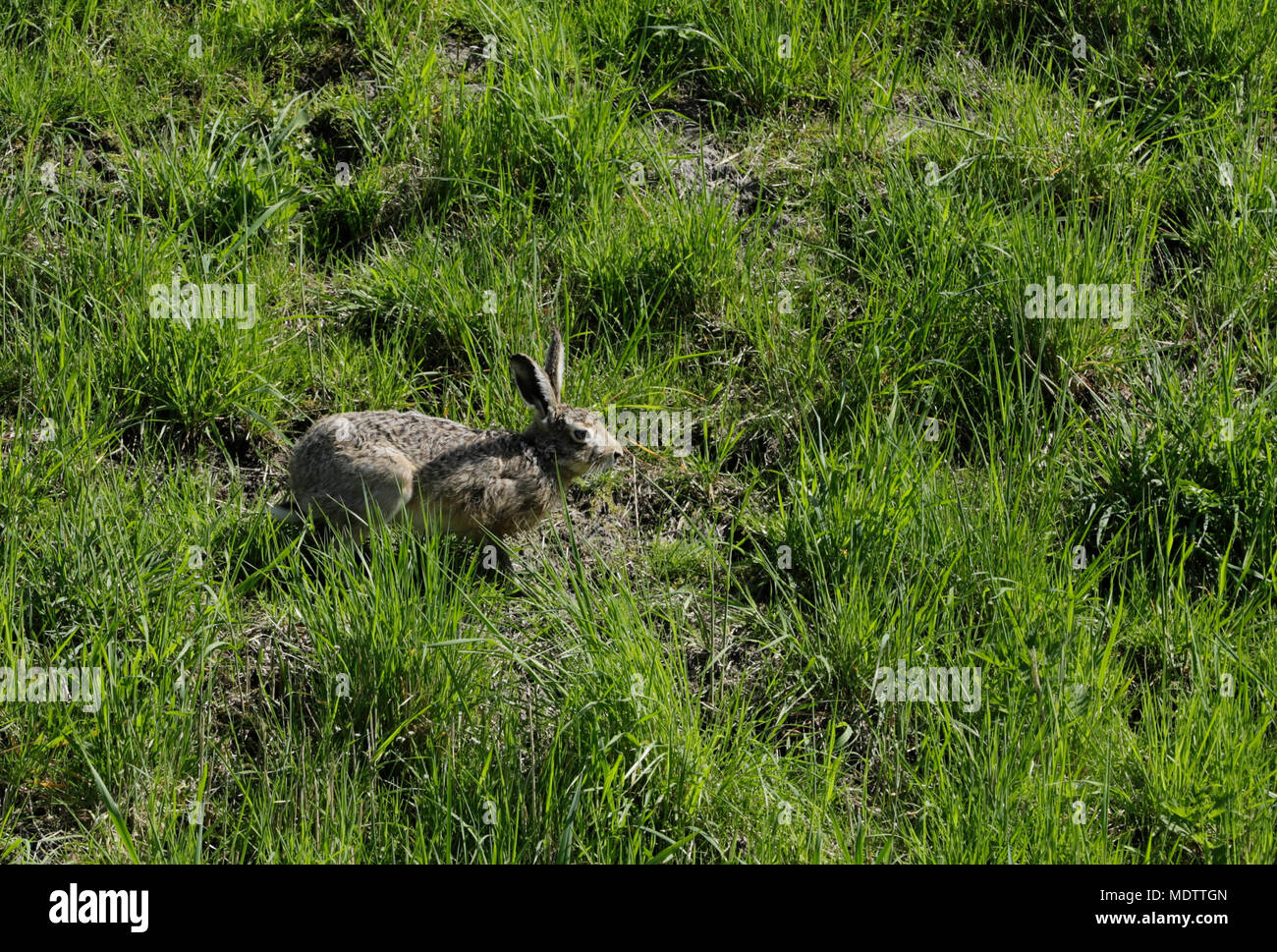 Hare runs in the grassfield Stock Photo - Alamy