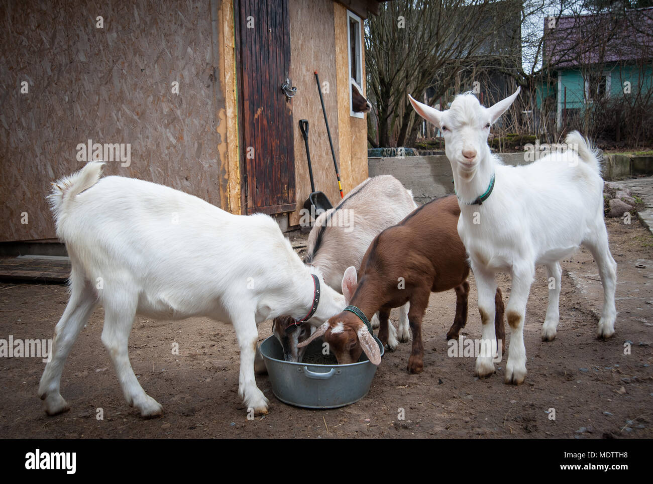 Goat Eating Food