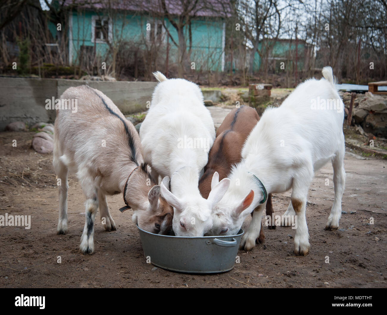 homemade goats eat food in the yard Stock Photo - Alamy