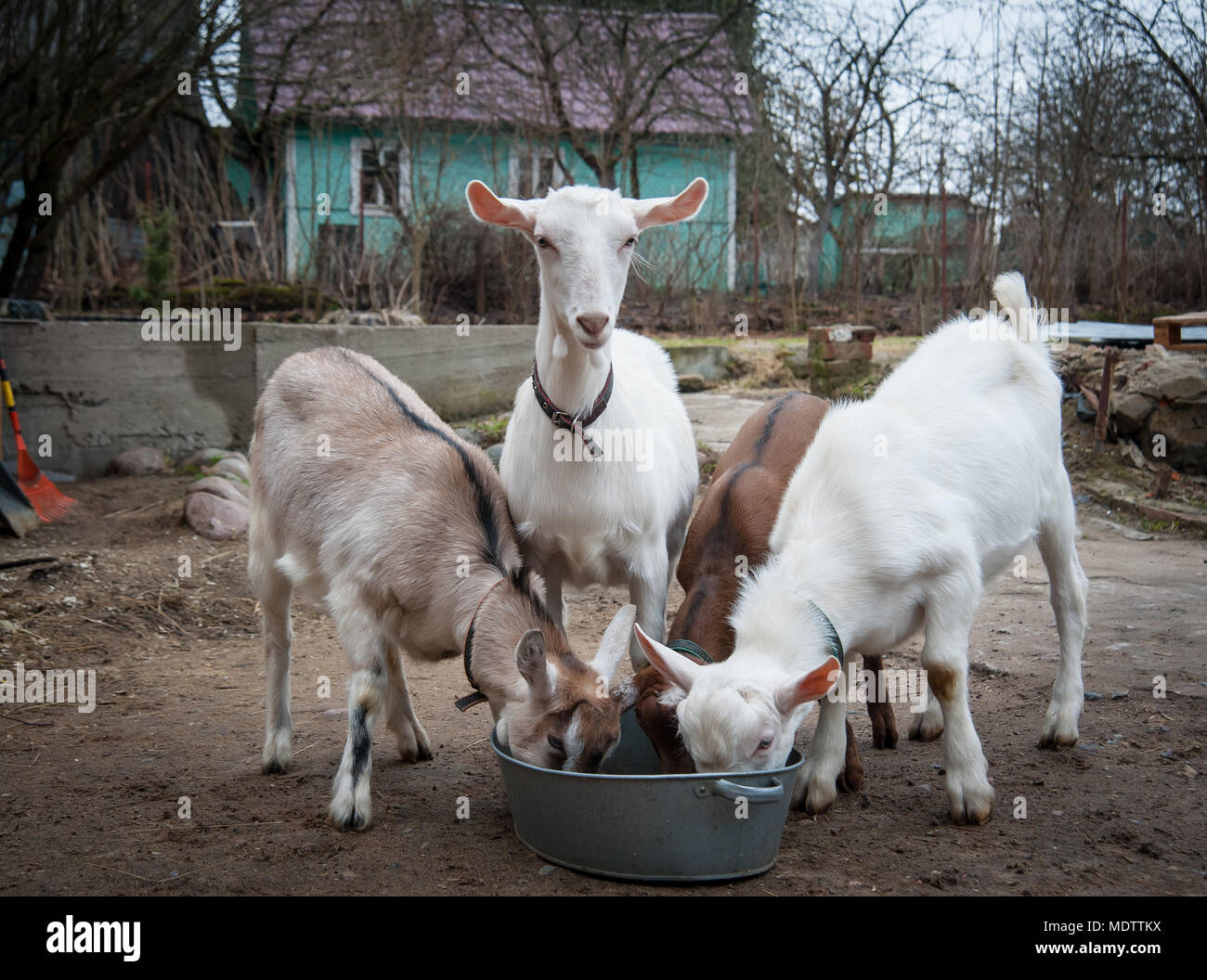 homemade goats eat food in the yard Stock Photo - Alamy