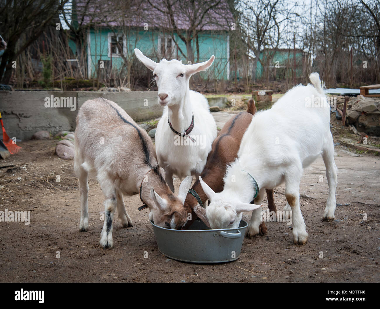 homemade goats eat food in the yard Stock Photo - Alamy