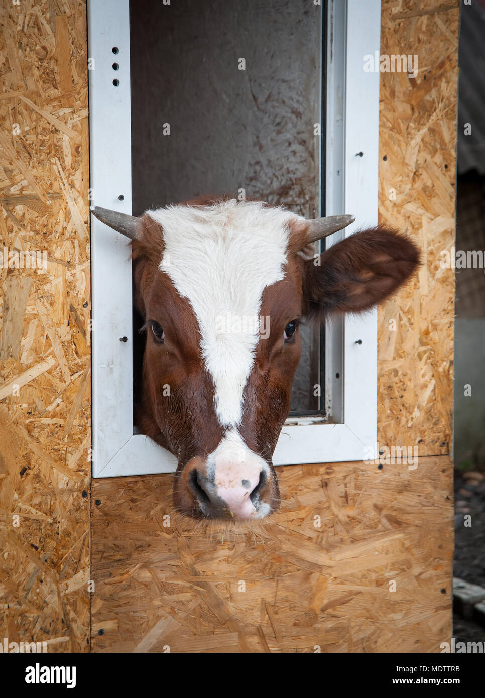 cow peeking out the window of the barn Stock Photo - Alamy