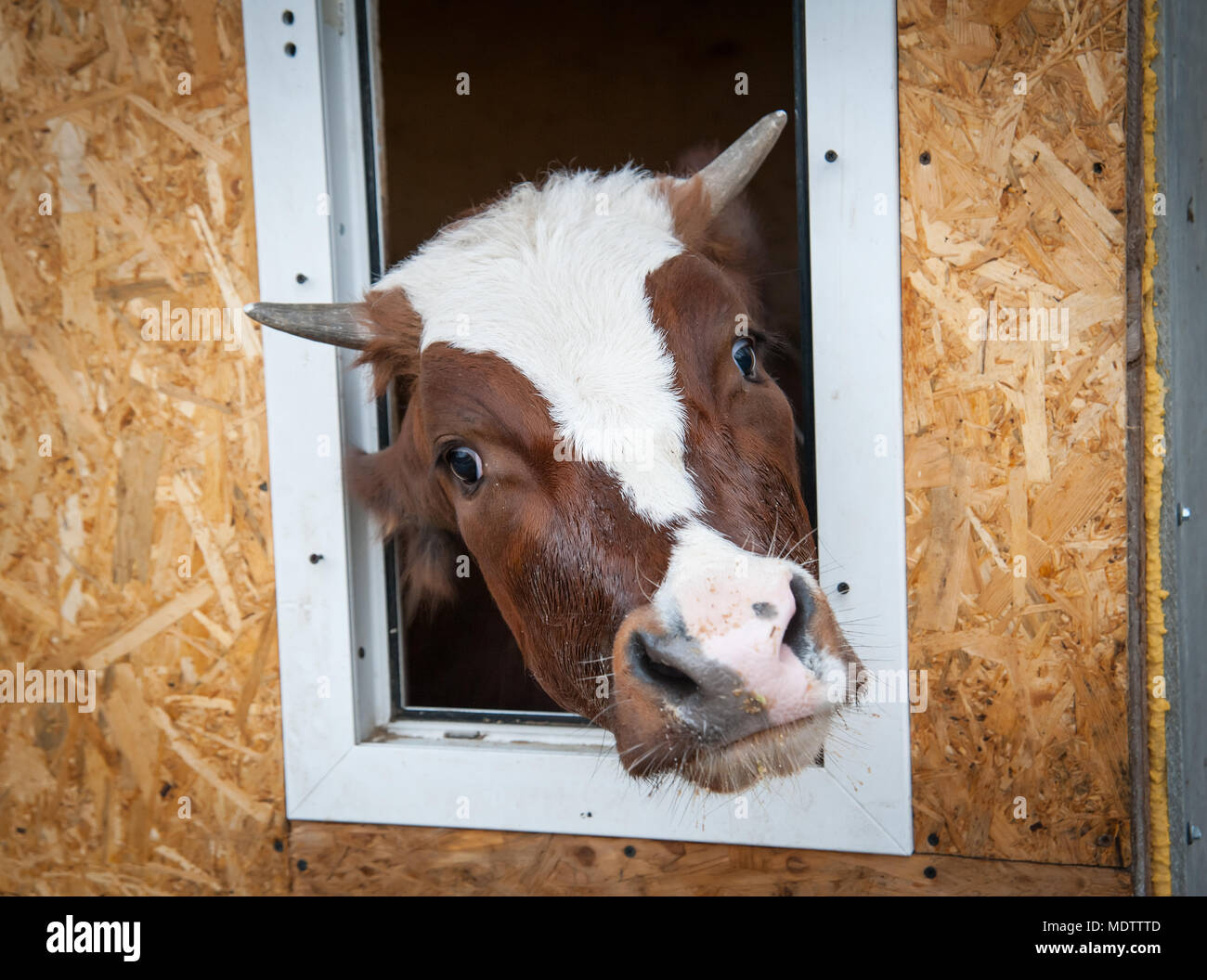 cow peeking out the window of the barn Stock Photo - Alamy