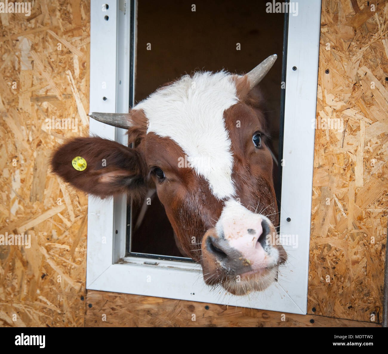 cow peeking out the window of the barn Stock Photo - Alamy
