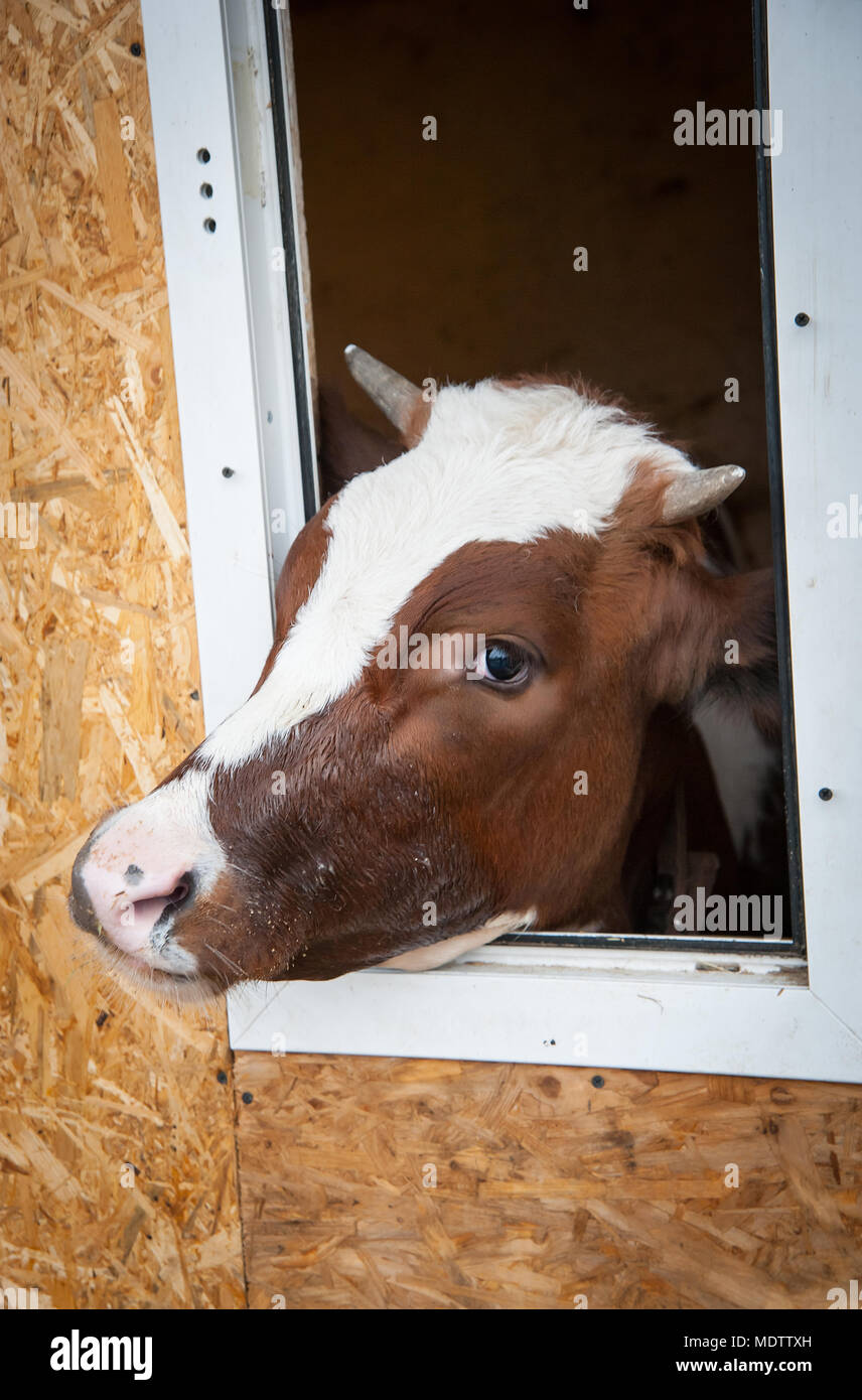 cow peeking out the window of the barn Stock Photo - Alamy