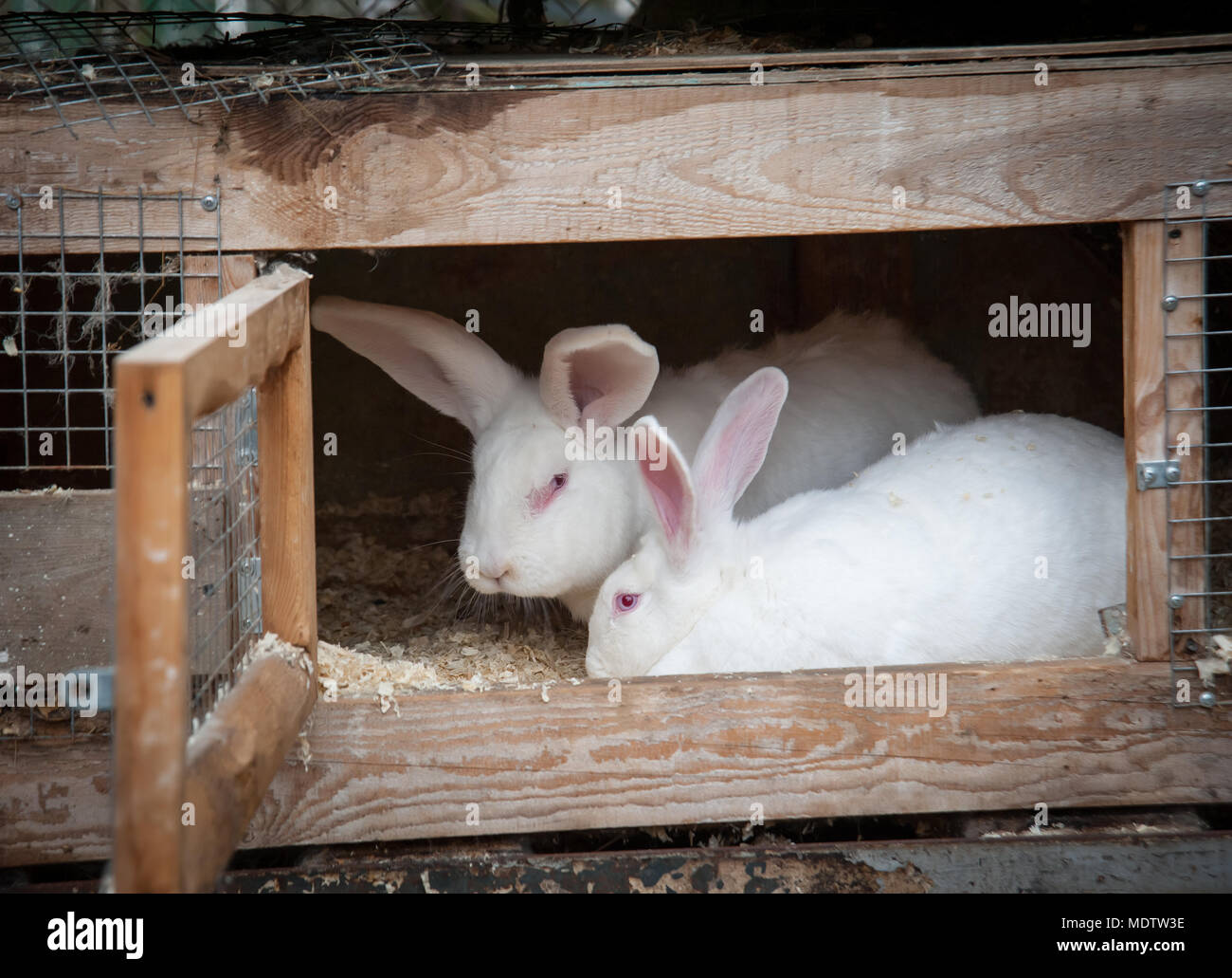 Rabbits in cages hi-res stock photography and images - Alamy