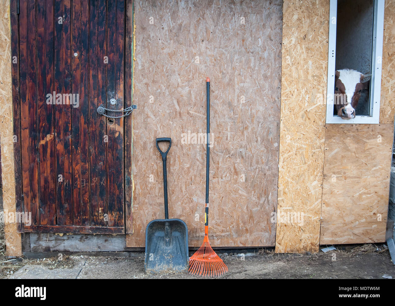 cow peeking out the window of the barn Stock Photo - Alamy