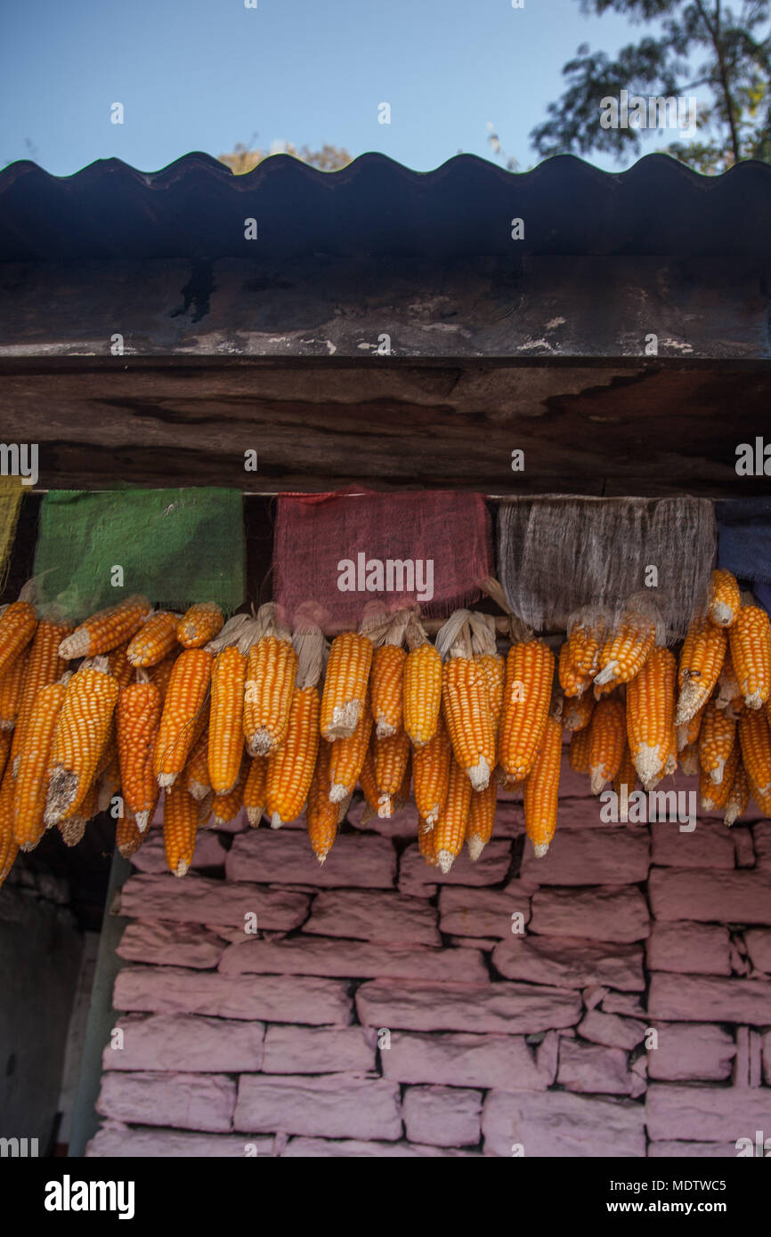 Corn cobs hang drying under the eaves of a house. Annapurna circuit ...