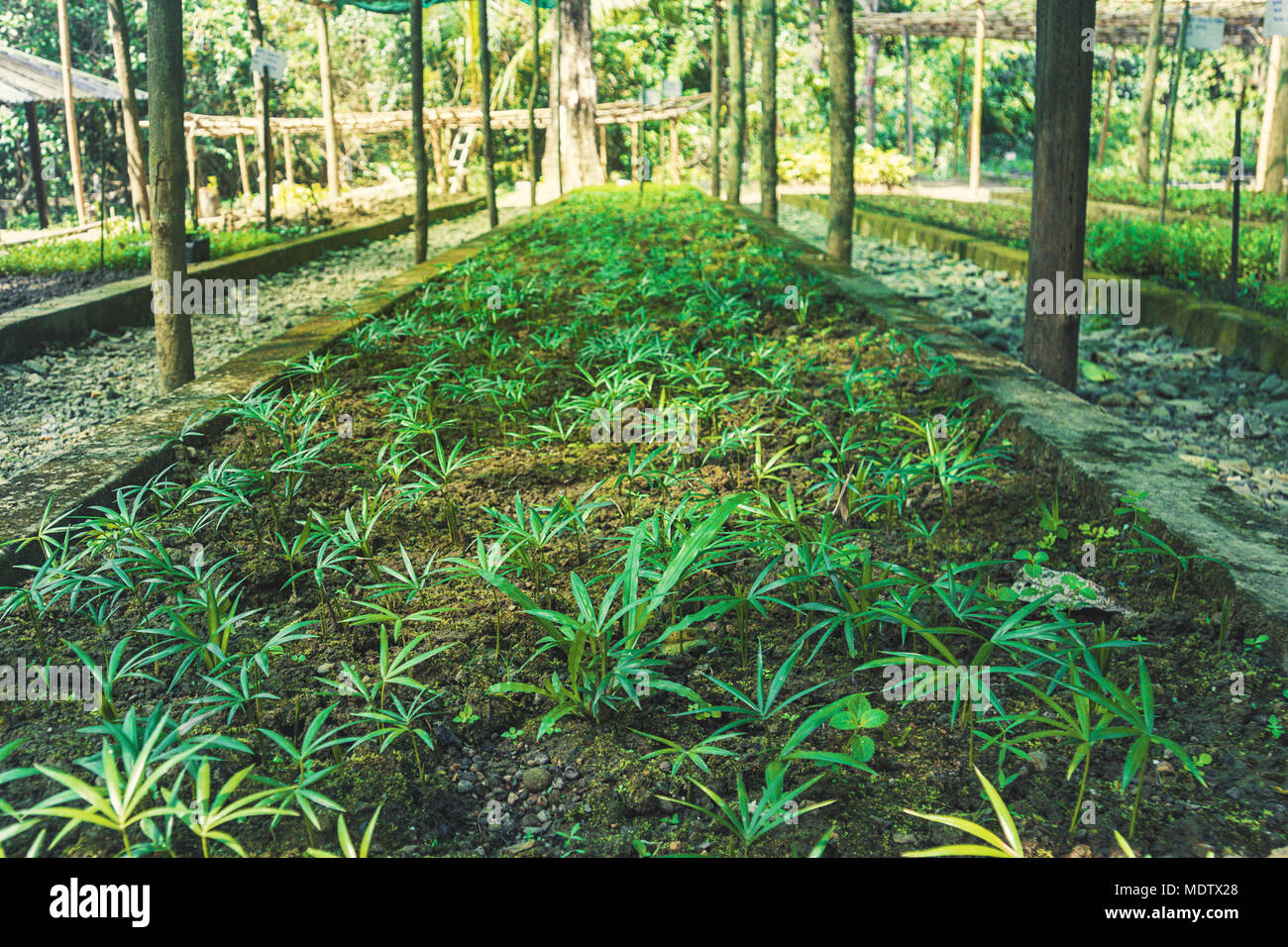 garden with green plants under a canopy. Agriculture in India. garden ...