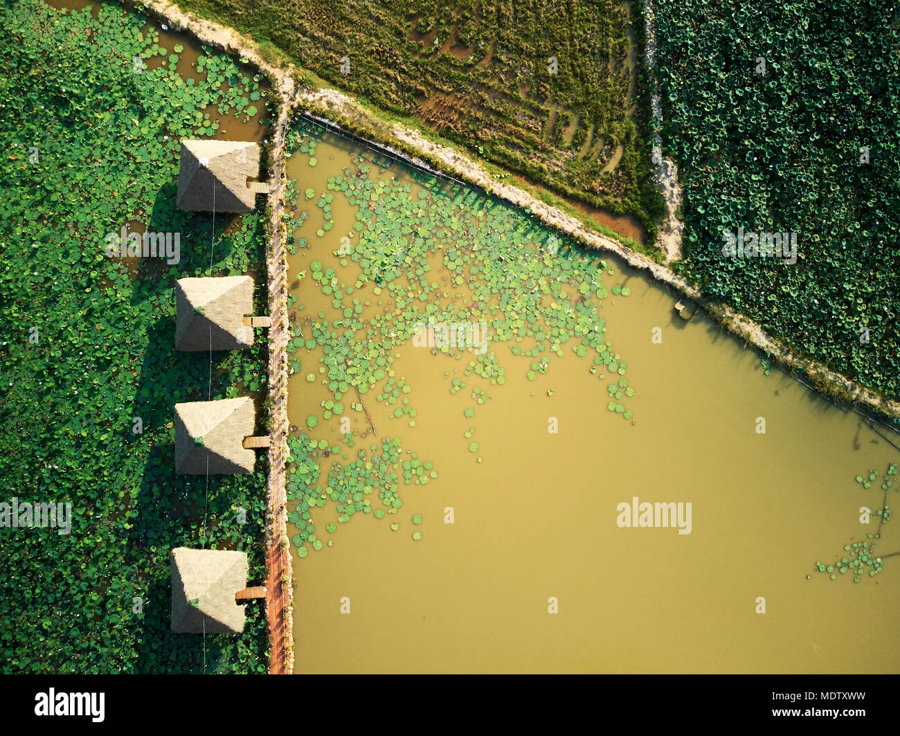 Aerial drone view topdown of a lotus farm in rural Cambodia countryside ...