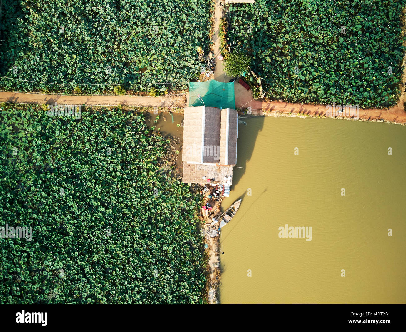 Aerial drone view topdown of a lotus farm in rural Cambodia countryside ...