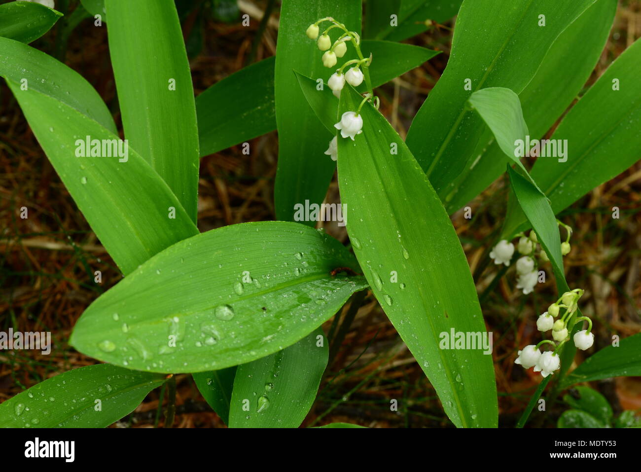 Wet thickets of spring flowers of the lily of the valley May Stock ...