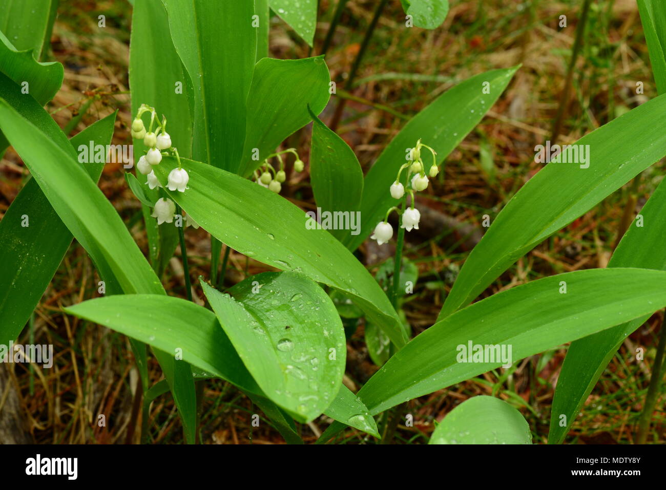 Thickets of lily of the valley flowers in water drops after rain Stock ...