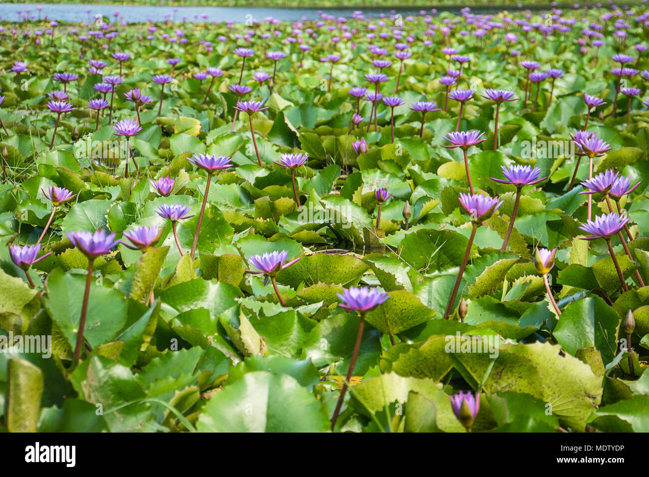 Lotus lilly flower - nature background. beautiful purple flower swamp ...