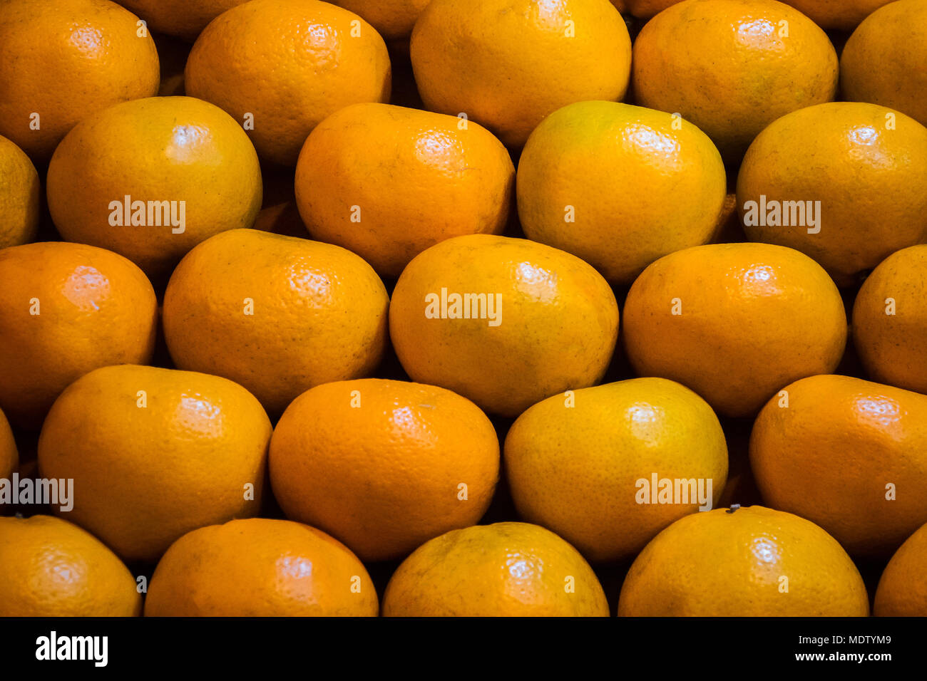 Oranges on the counter in the store. Close-up. ripe fruits neatly laid ...