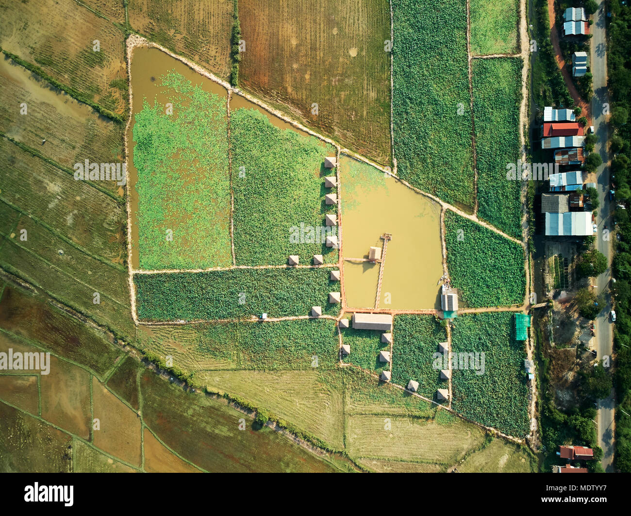 Aerial drone view topdown of a lotus farm in rural Cambodia countryside ...