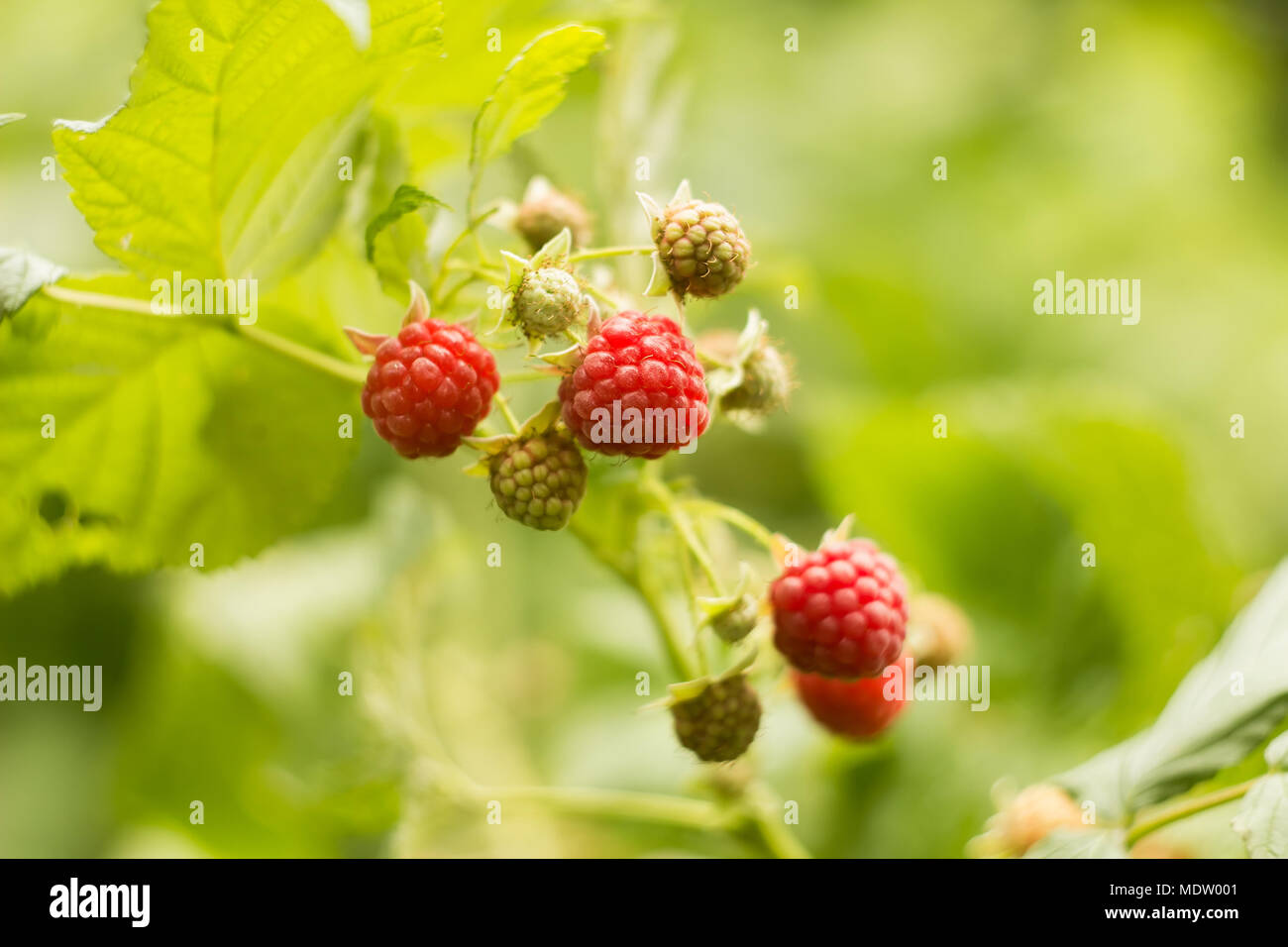 Green and ripe raspberries on a branch Stock Photo - Alamy