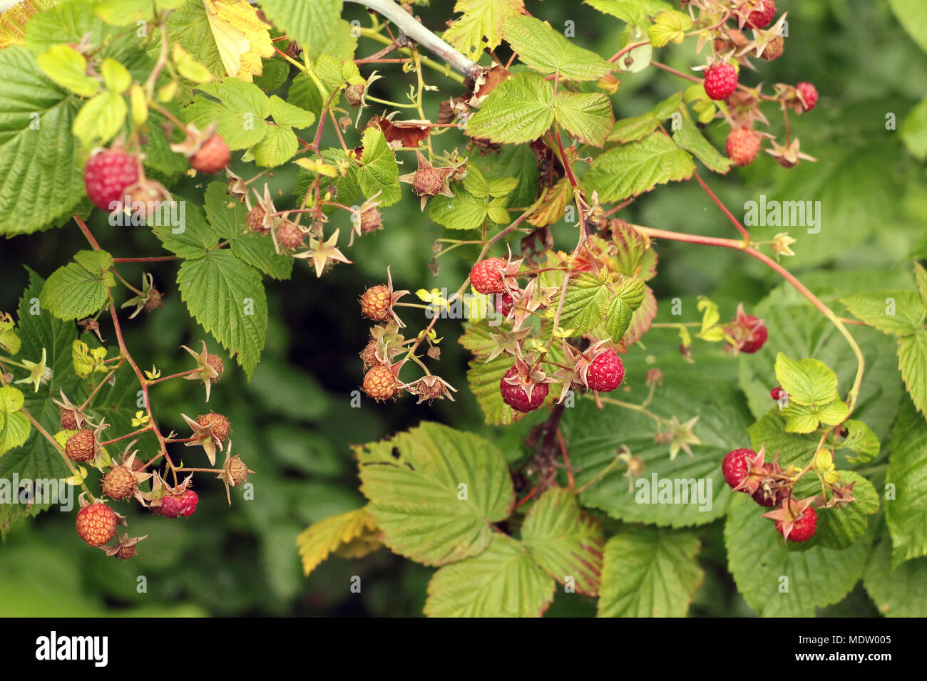 Raspberry bush ripe berries hi-res stock photography and images - Alamy