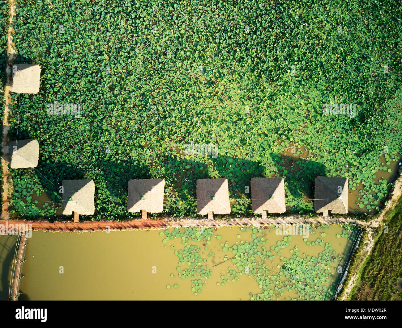 Aerial drone view topdown of a lotus farm in rural Cambodia countryside ...