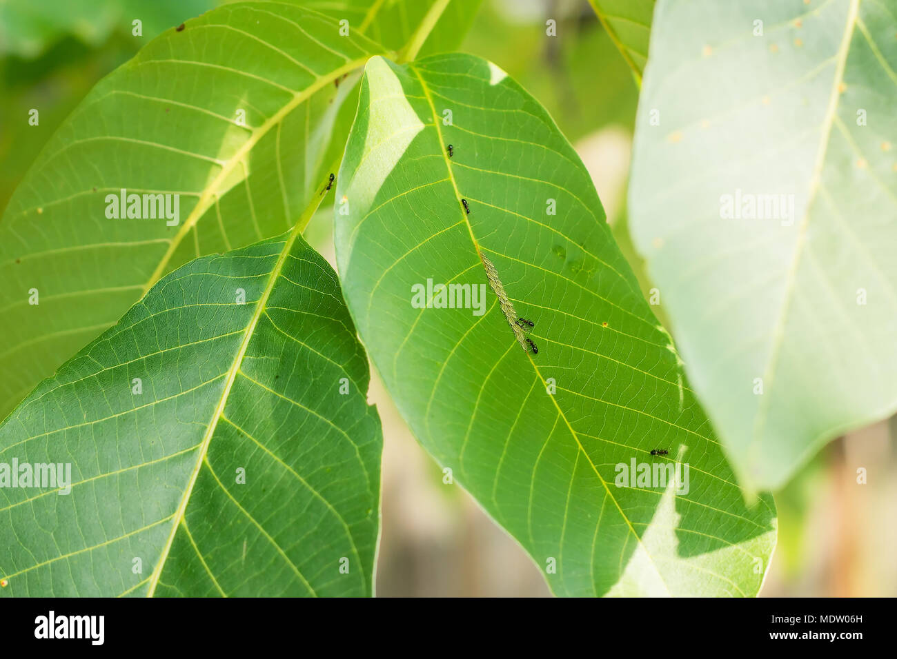 Sick leaves on young hi-res stock photography and images - Alamy