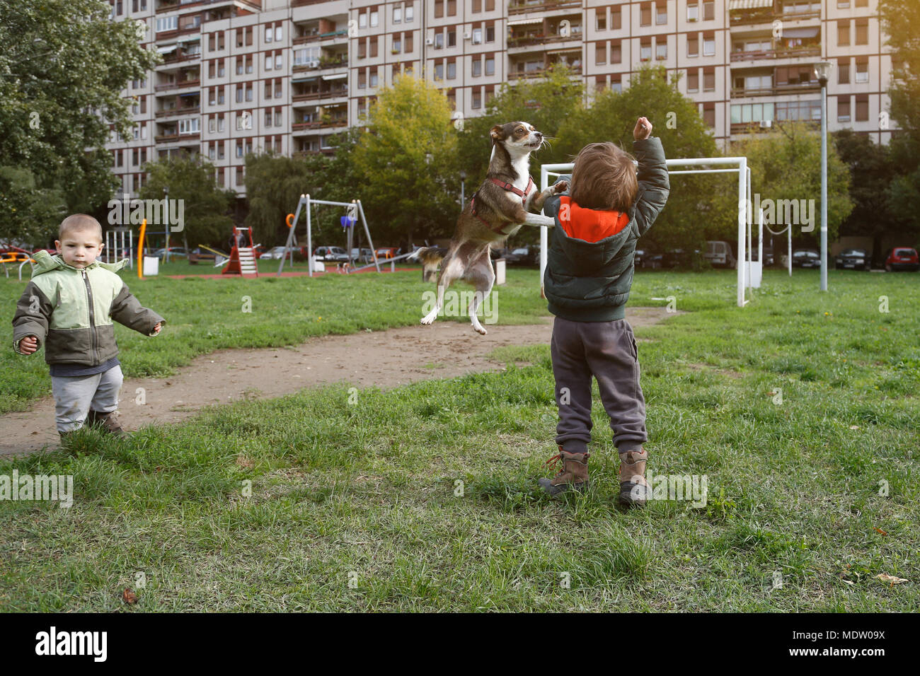 Little boys playing with dog at playground Stock Photo - Alamy