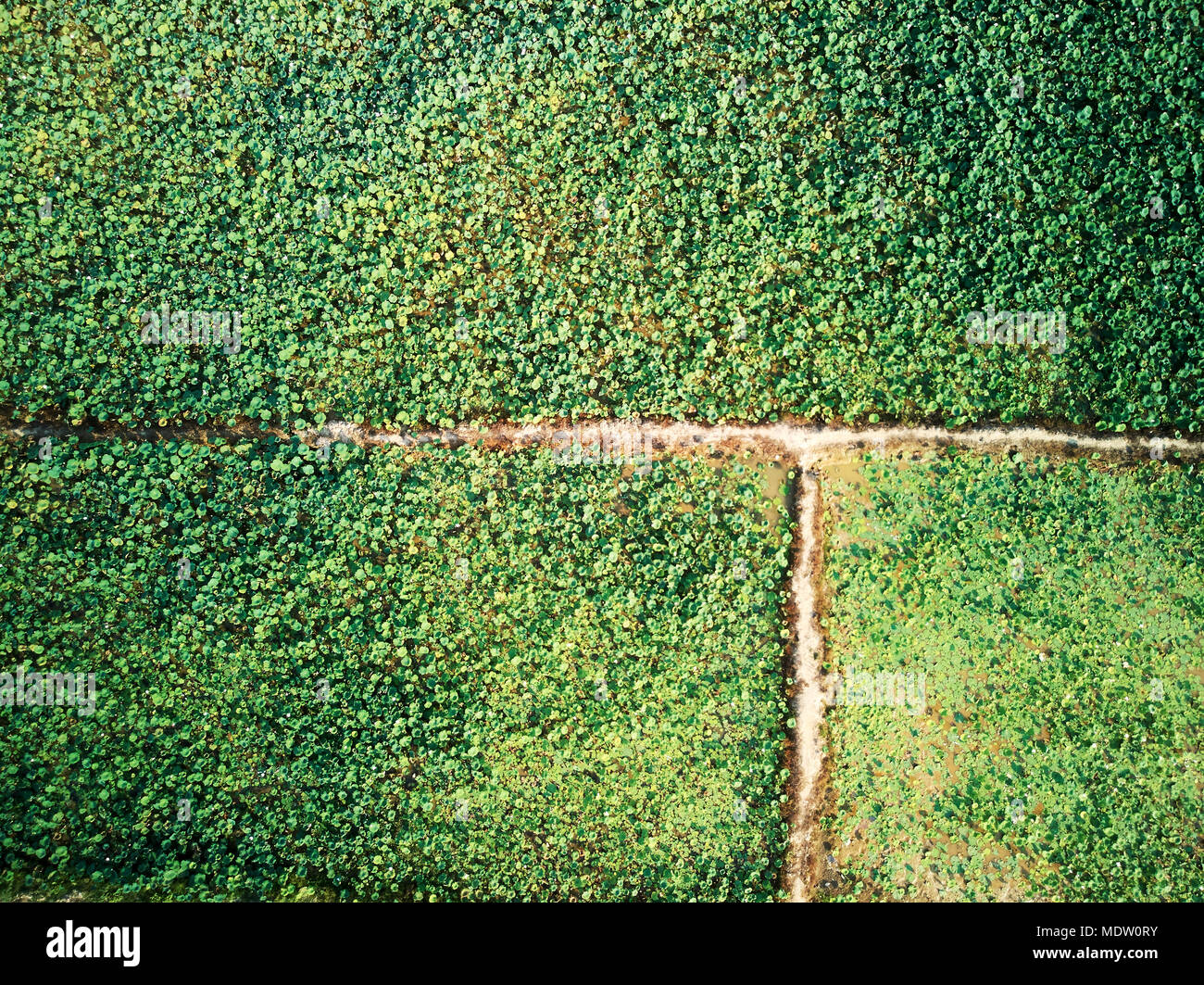Aerial drone view topdown of a lotus farm in rural Cambodia countryside ...