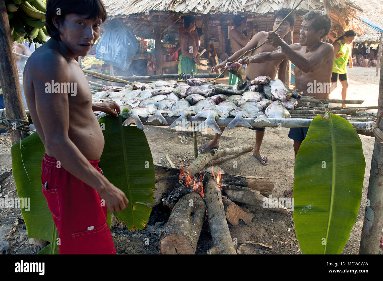 Fish that will be served during the meeting of the Yanomami ethnic ...