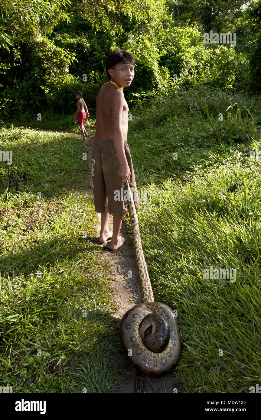 Yanomami Indians dragging puppy anaconda - Toototobi community Stock ...