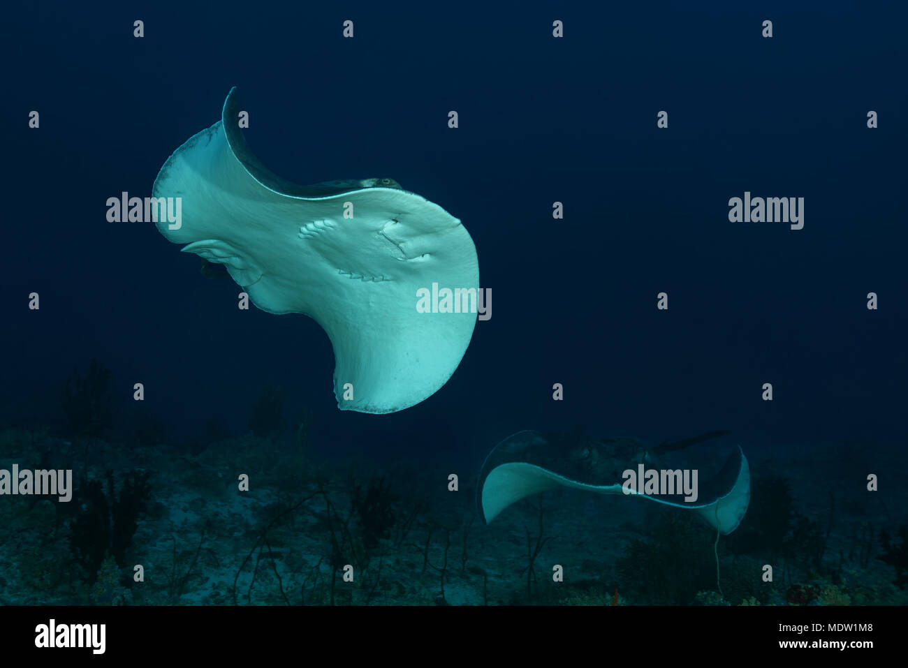 Two Round ribbontail ray (Taeniura meyeni) swim over reef Stock Photo ...