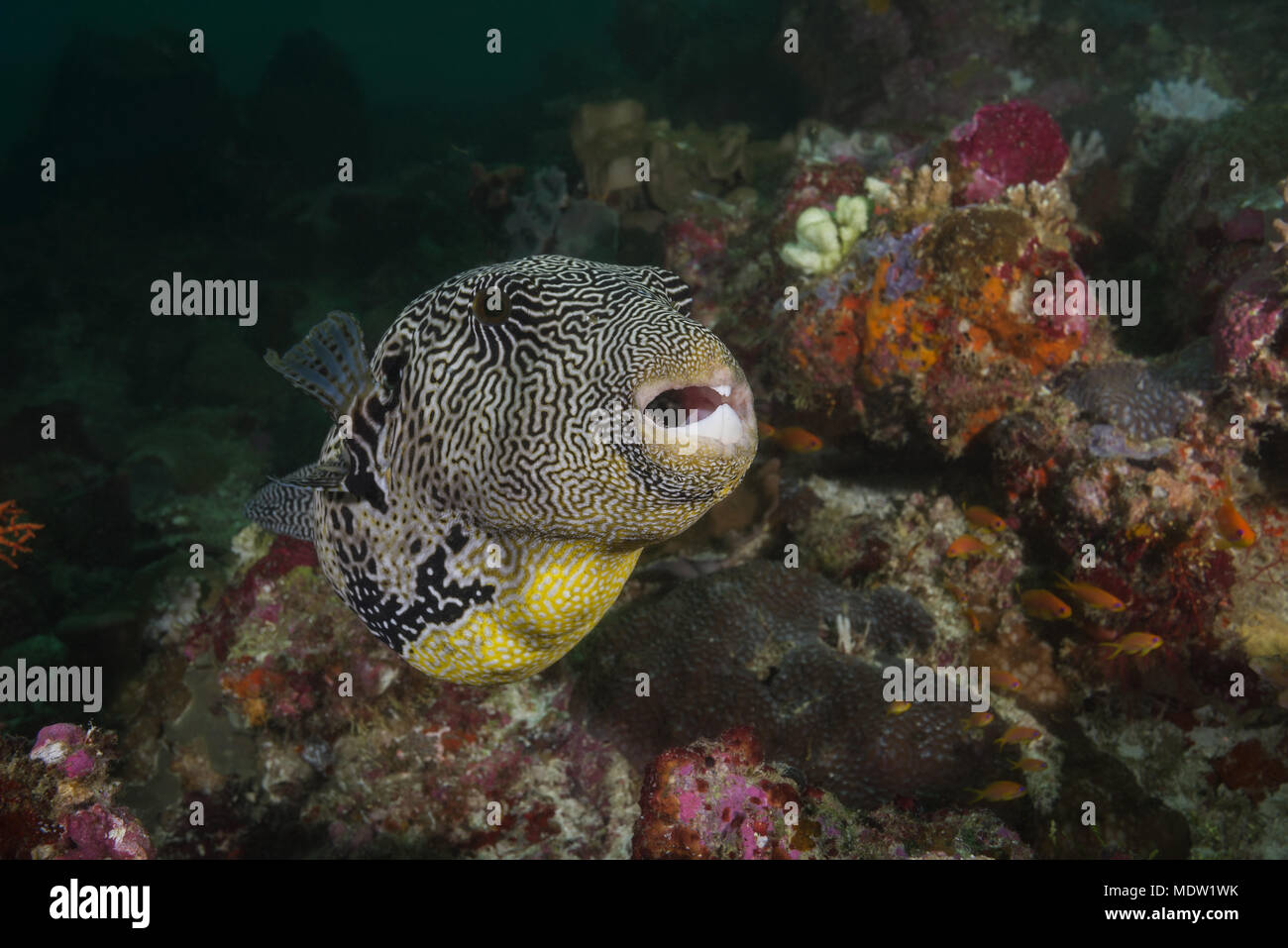 Map Puffer (Arothron mappa Stock Photo - Alamy
