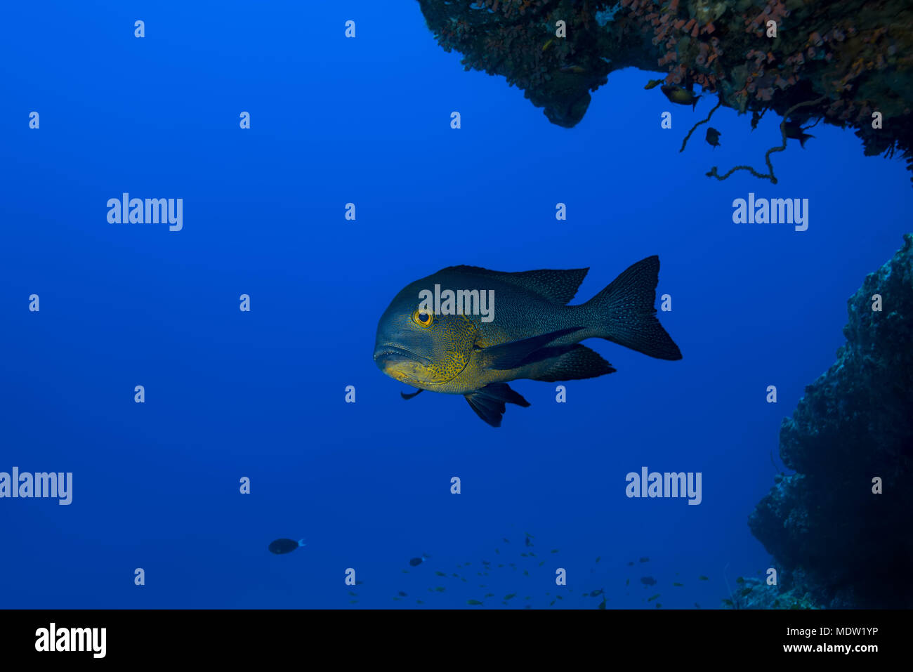 Midnight Snapper (Macolor macularis) swims under coral reef in the blue ...
