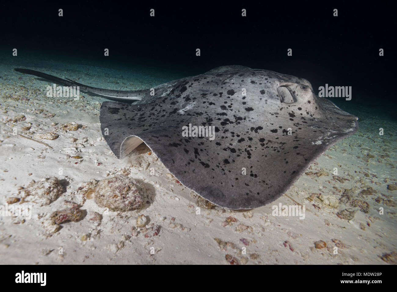Round ribbontail ray (Taeniura meyeni) in the night Stock Photo - Alamy