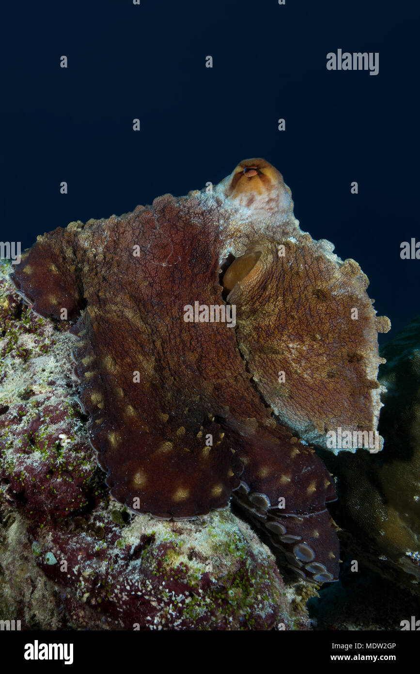 Big Blue Octopus (Octopus cyanea) is sitting on the top of the reef ...