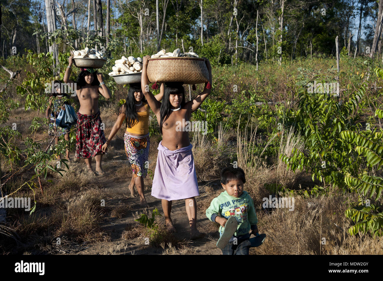 indias village Aiha ethnicity Kalapalo Loading balaio cassava - the ...