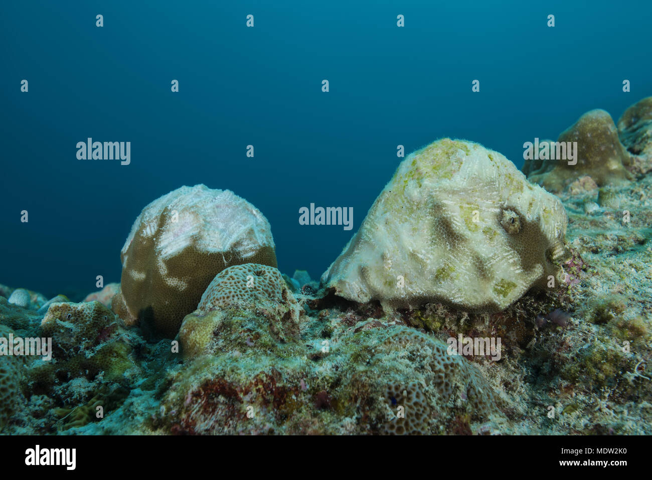Parrotfish teeth hi-res stock photography and images - Alamy