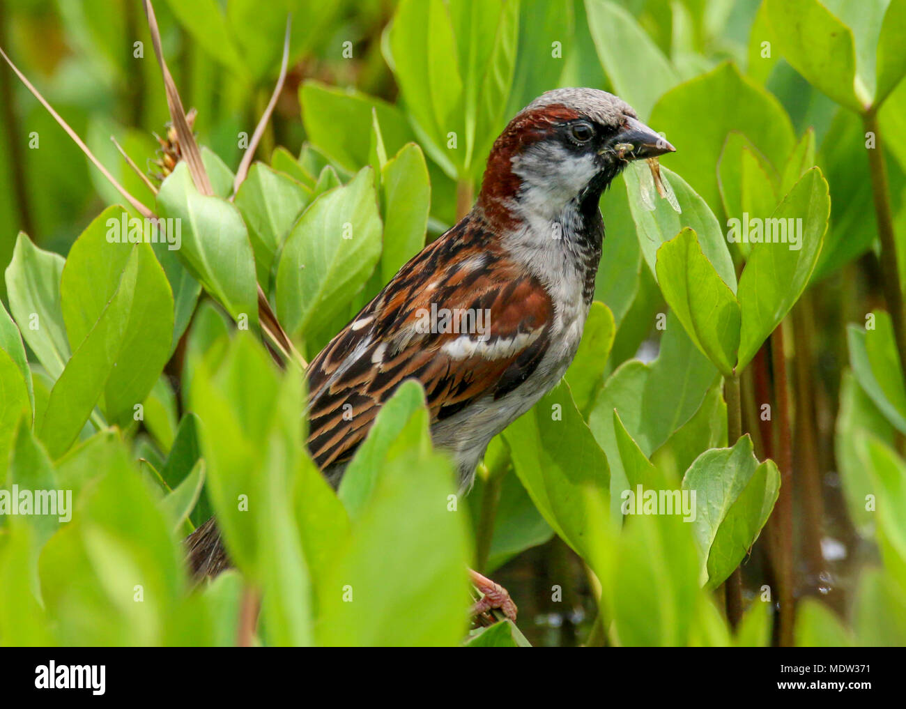 adult male house sparrow uk (passer domesticus Stock Photo - Alamy