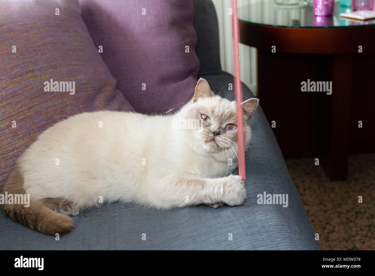 Kitten grabbing toy hi-res stock photography and images - Alamy