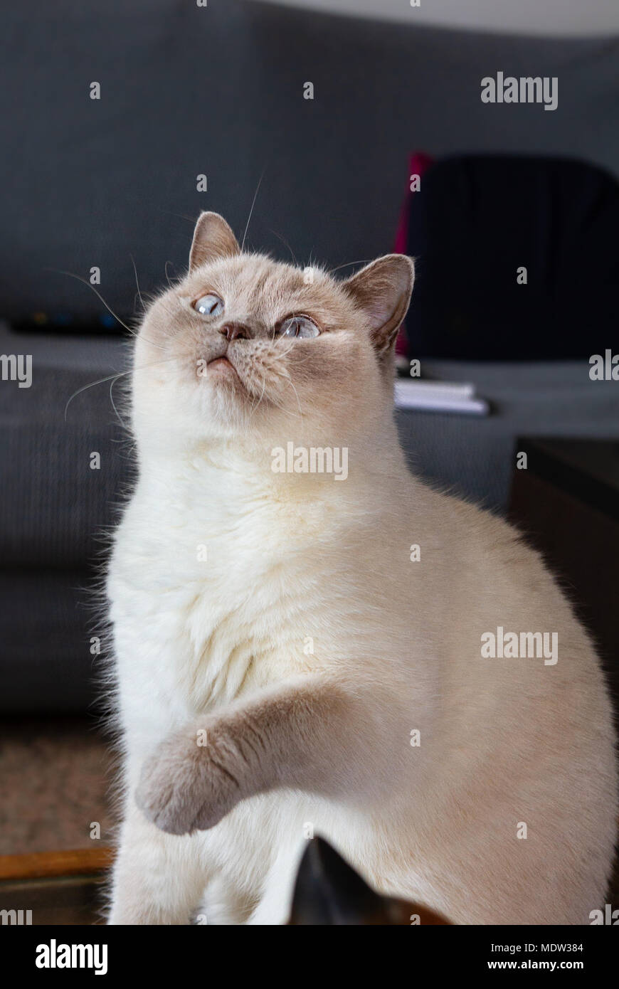 Cat Paw Raised High Resolution Stock Photography and Images - Alamy