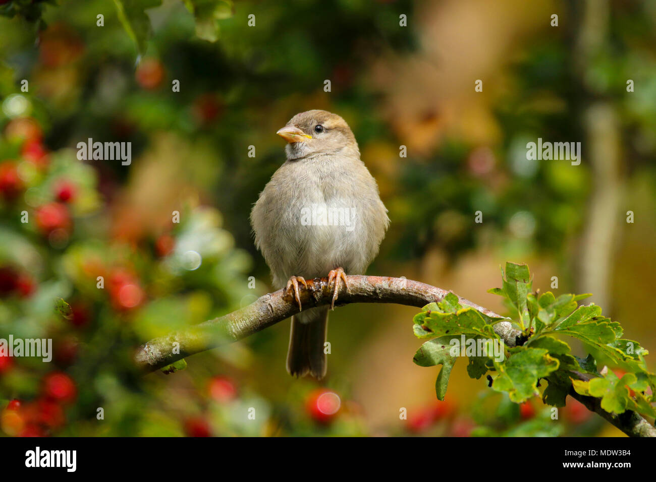 juvenile house sparrow uk (passer domesticus Stock Photo - Alamy