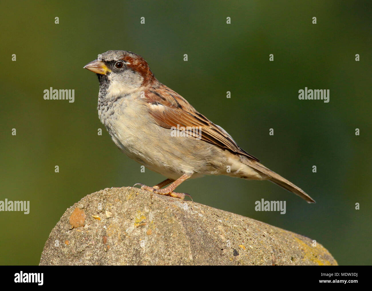 Male Female House Sparrows Passer Domesticus High Resolution Stock ...