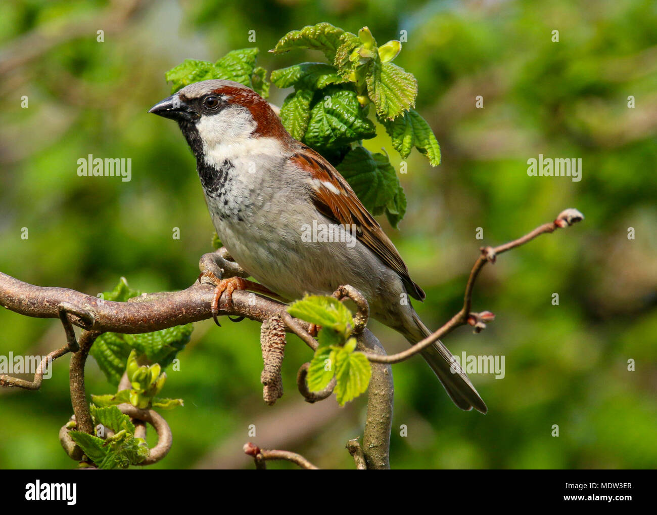 adult male house sparrow uk (passer domesticus Stock Photo - Alamy