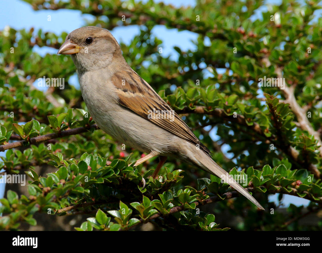 adult male house sparrow uk (passer domesticus Stock Photo - Alamy