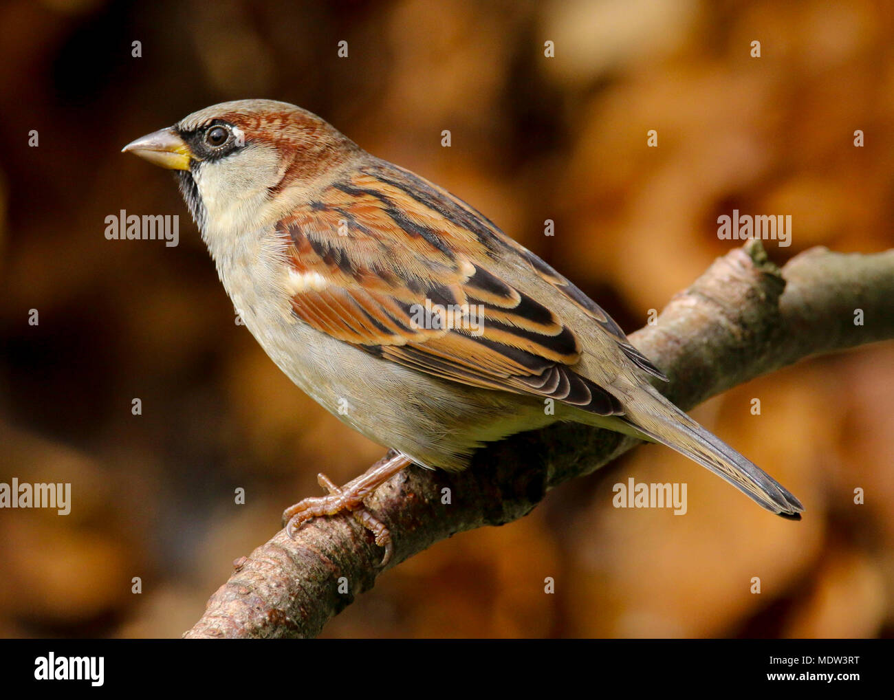 adult male house sparrow uk (passer domesticus Stock Photo - Alamy